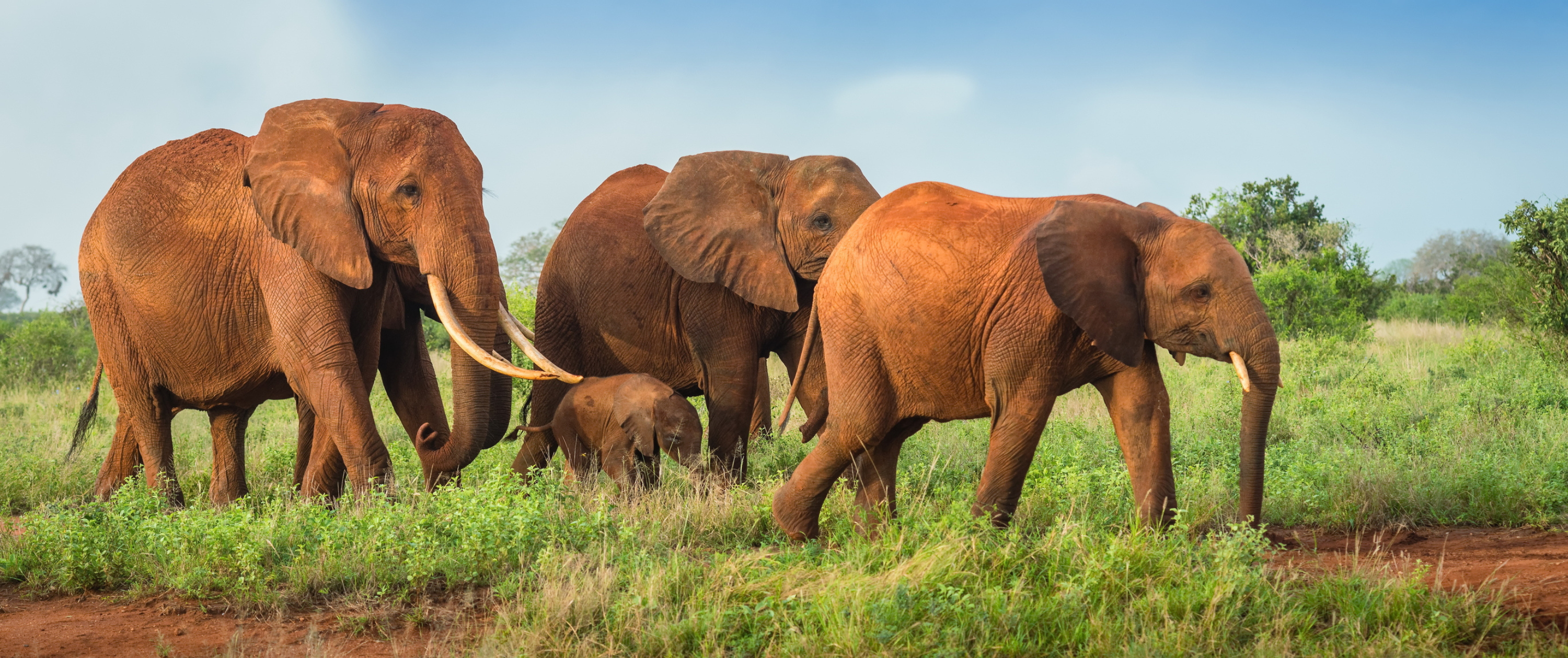 Mount Meru Wildlife: Tanzania’s Unique Vertical Safari