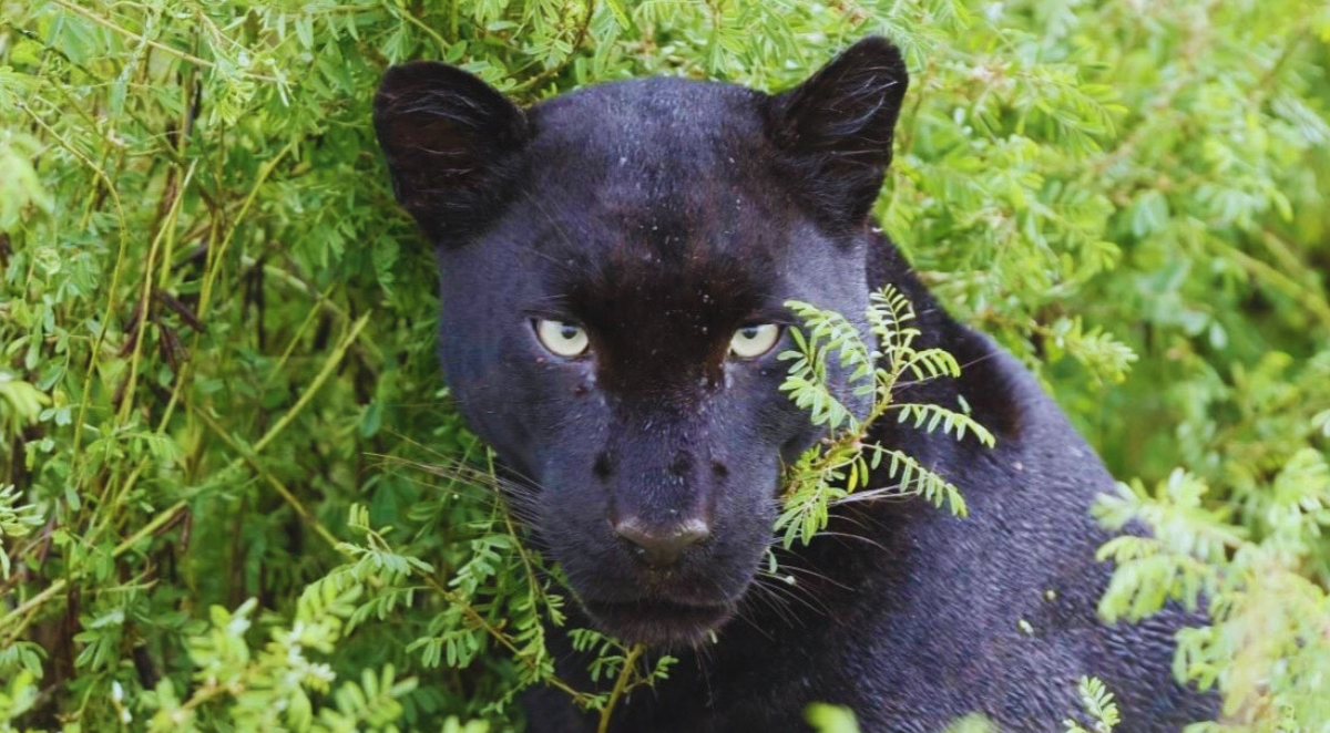 Black Leopards in Kenya: Everything You Need to Know About Them